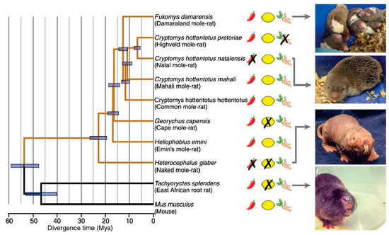 Animals | Free Full-Text | Naked Mole-Rats Demonstrate Profound Tolerance to Low Oxygen, High ...