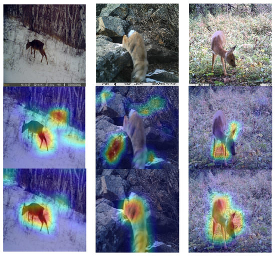 A Lightweight Automatic Wildlife Recognition Model Design Method ...