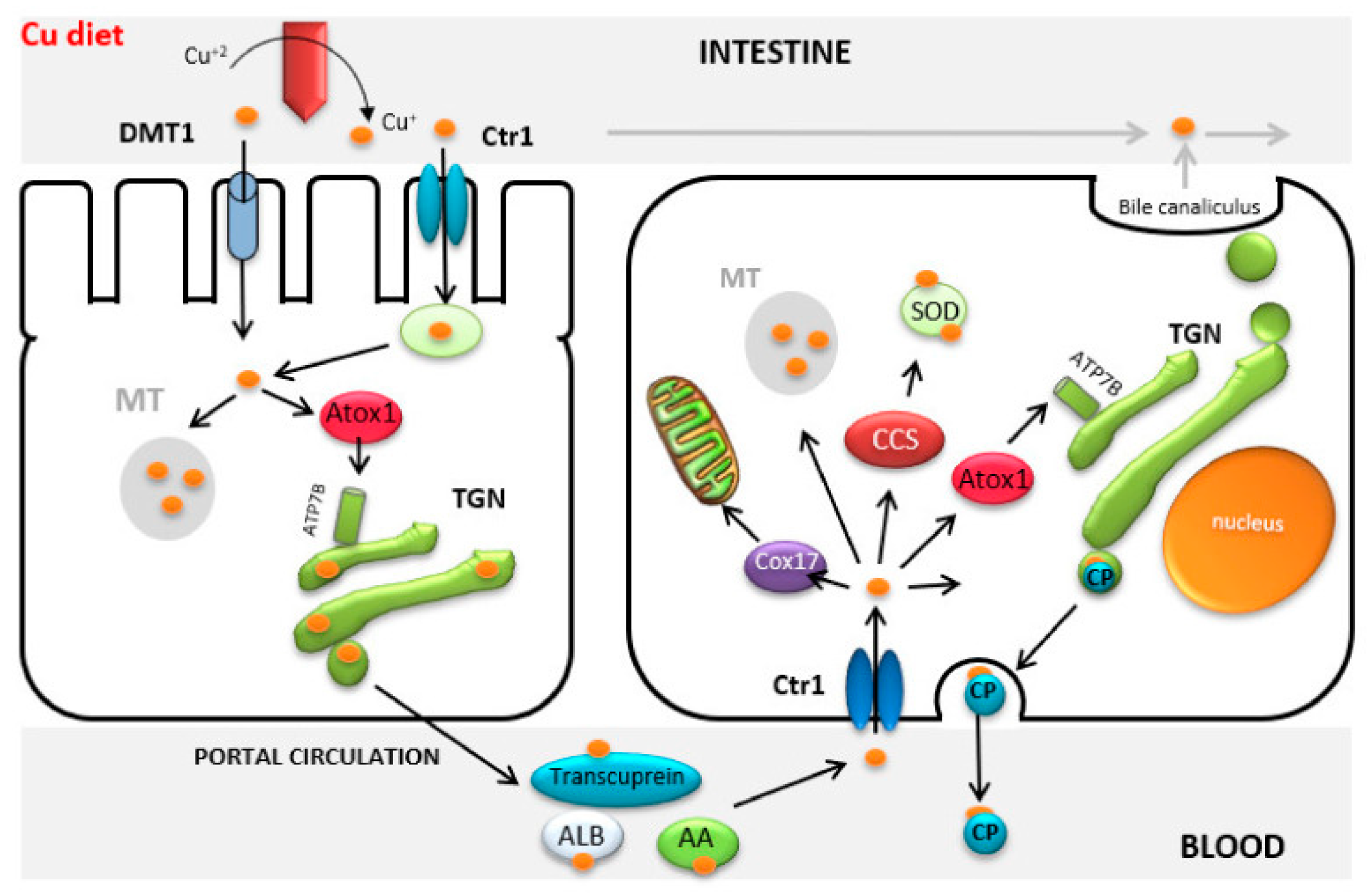 Relationships between the Content of Micro- and Macroelements in Animal ...