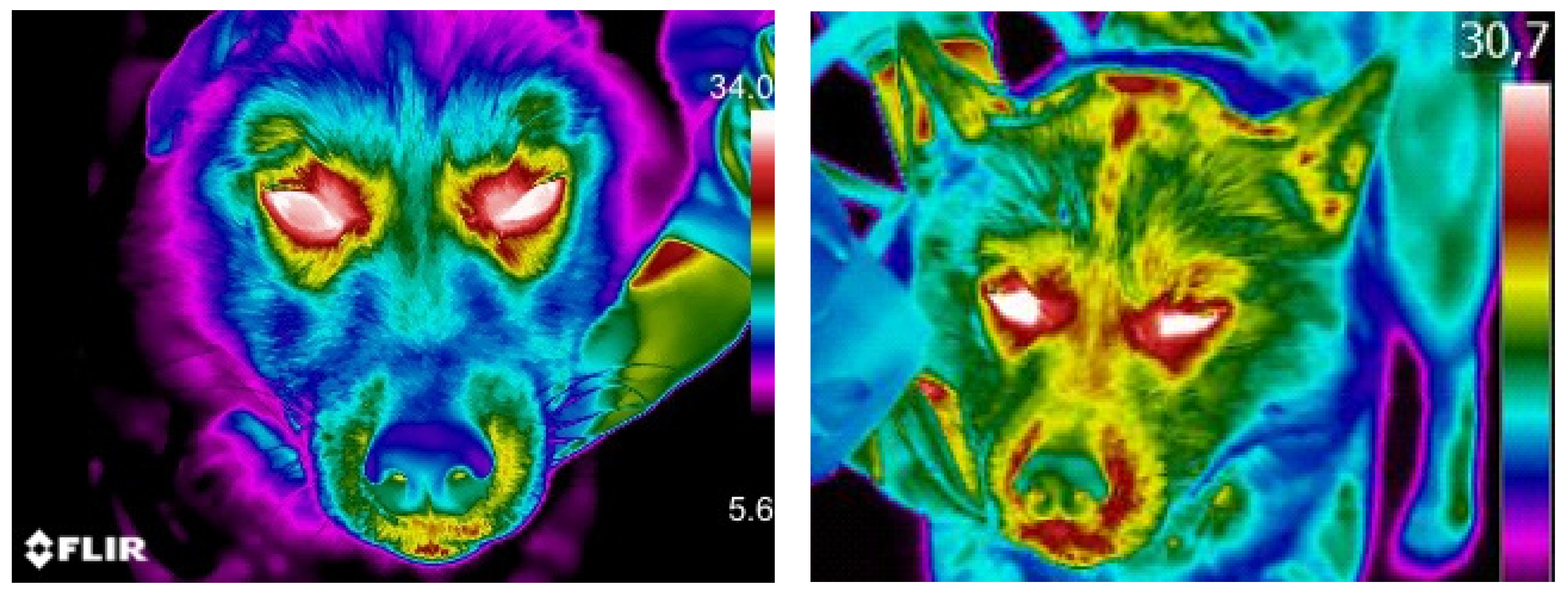 Ocular and Superficial Body Thermographic Findings in Sled Dogs before ...