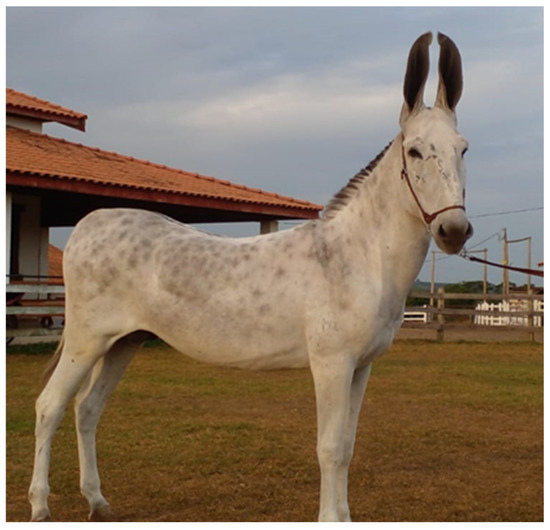 Electrocardiographic and Echocardiographic Parameters in Pega Breed Donkeys: A Descriptive Study