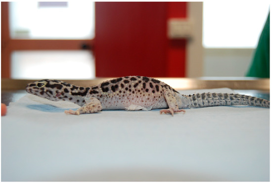 Egg Removal via Cloacoscopy in Three Dystocic Leopard Geckos ...
