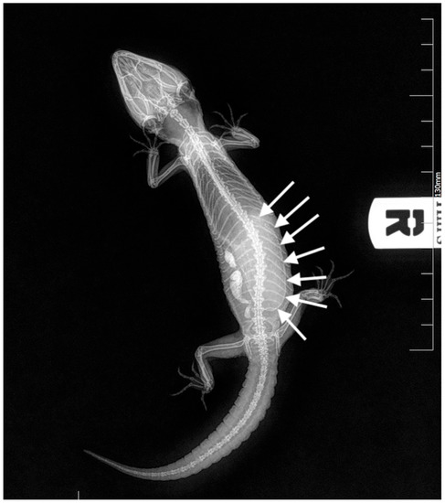 Egg Removal via Cloacoscopy in Three Dystocic Leopard Geckos ...