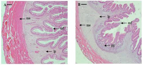 Morphology, Histology, and Histochemistry of the Digestive Tract of the ...