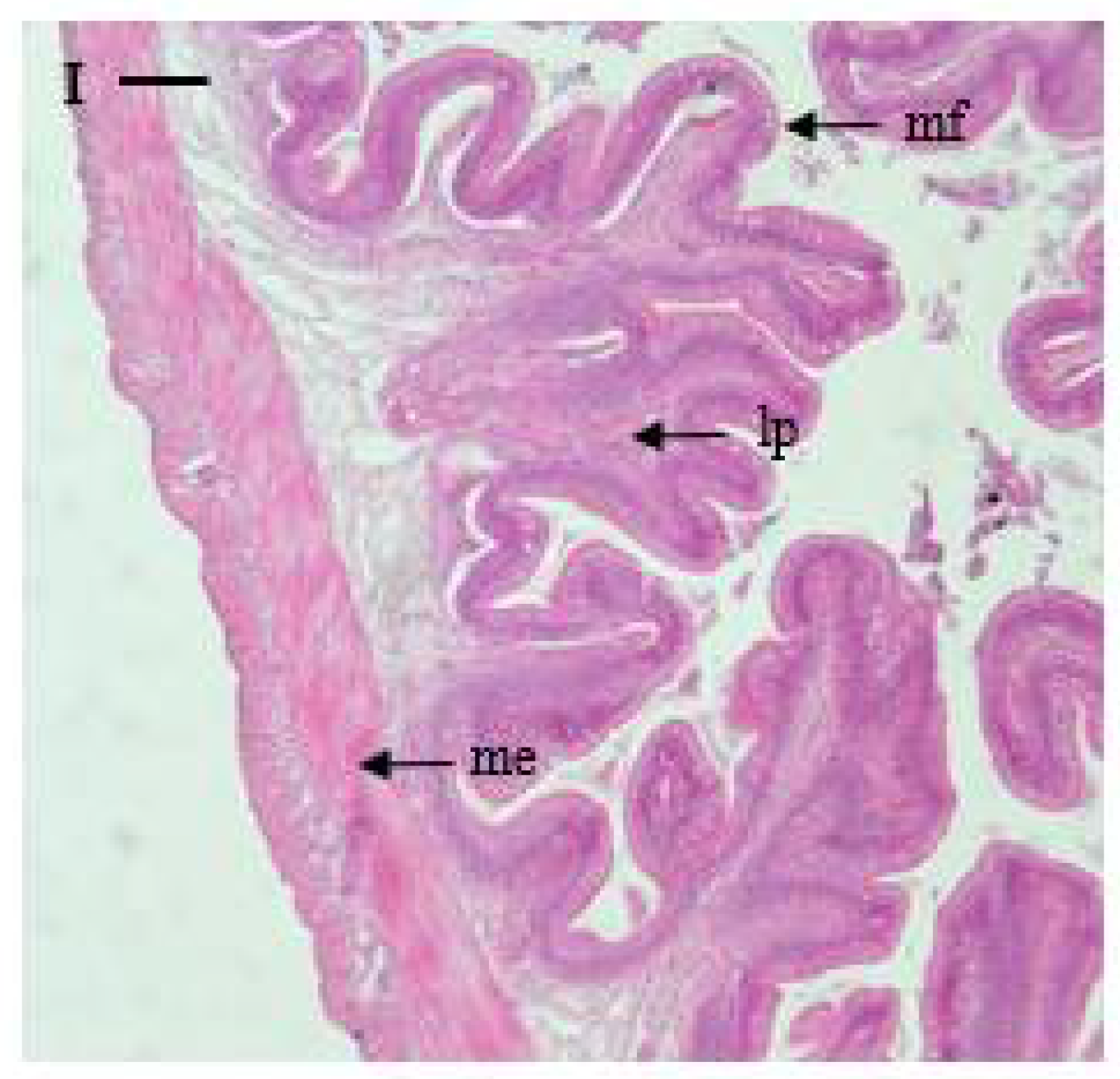 Morphology, Histology, and Histochemistry of the Digestive Tract of the ...