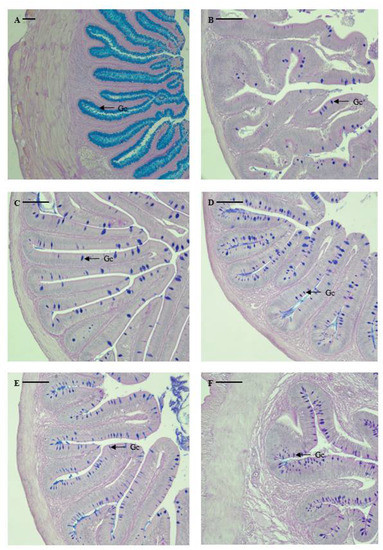Morphology, Histology, and Histochemistry of the Digestive Tract of the ...