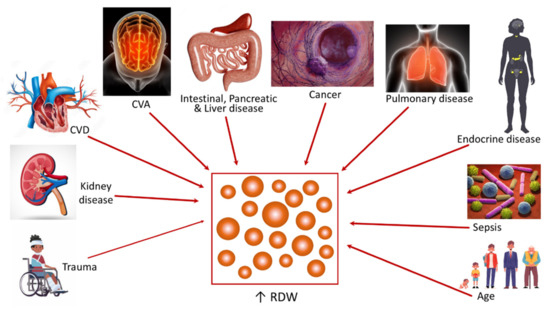 Animals | Free Full-Text | Red Blood Cell Distribution Width as a Novel ...