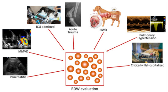 Animals | Free Full-Text | Red Blood Cell Distribution Width as a Novel ...