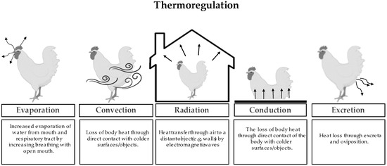 The Naked Neck Gene in the Domestic Chicken: A Genetic Strategy to ...