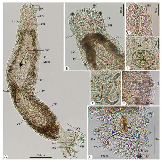 A Monogenean Gill Parasite within the Genus Haliotrema ...