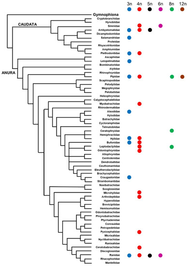Animals | Free Full-Text | Evolutionary and Genomic Diversity of True Polyploidy in Tetrapods