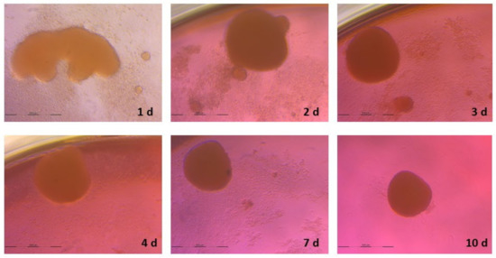 Animals | Free Full-Text | Susceptibility of Ovine Bone Marrow-Derived ...