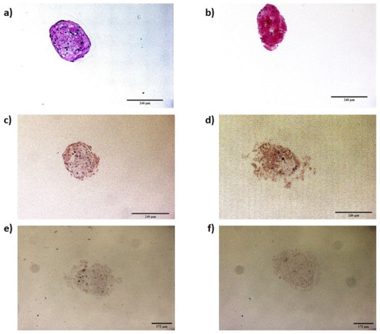 Animals | Free Full-Text | Susceptibility of Ovine Bone Marrow-Derived ...