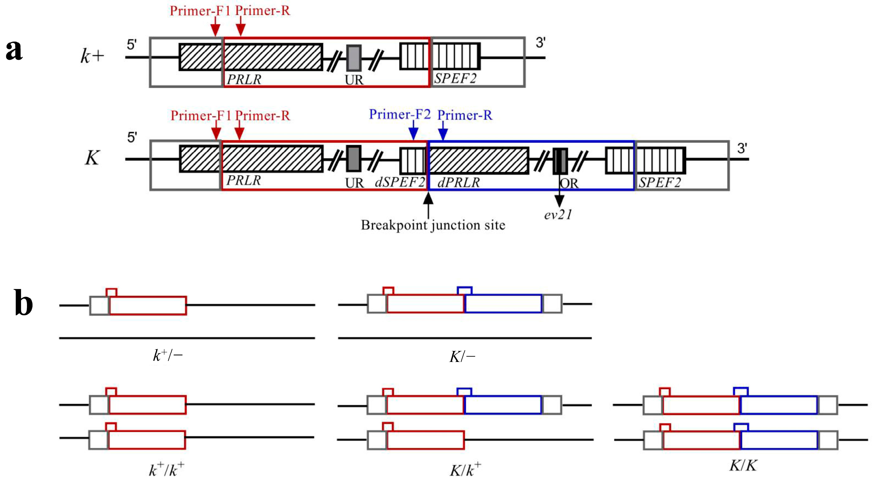 Identification of Duplication Genotypes of the Feathering Rate Gene in ...