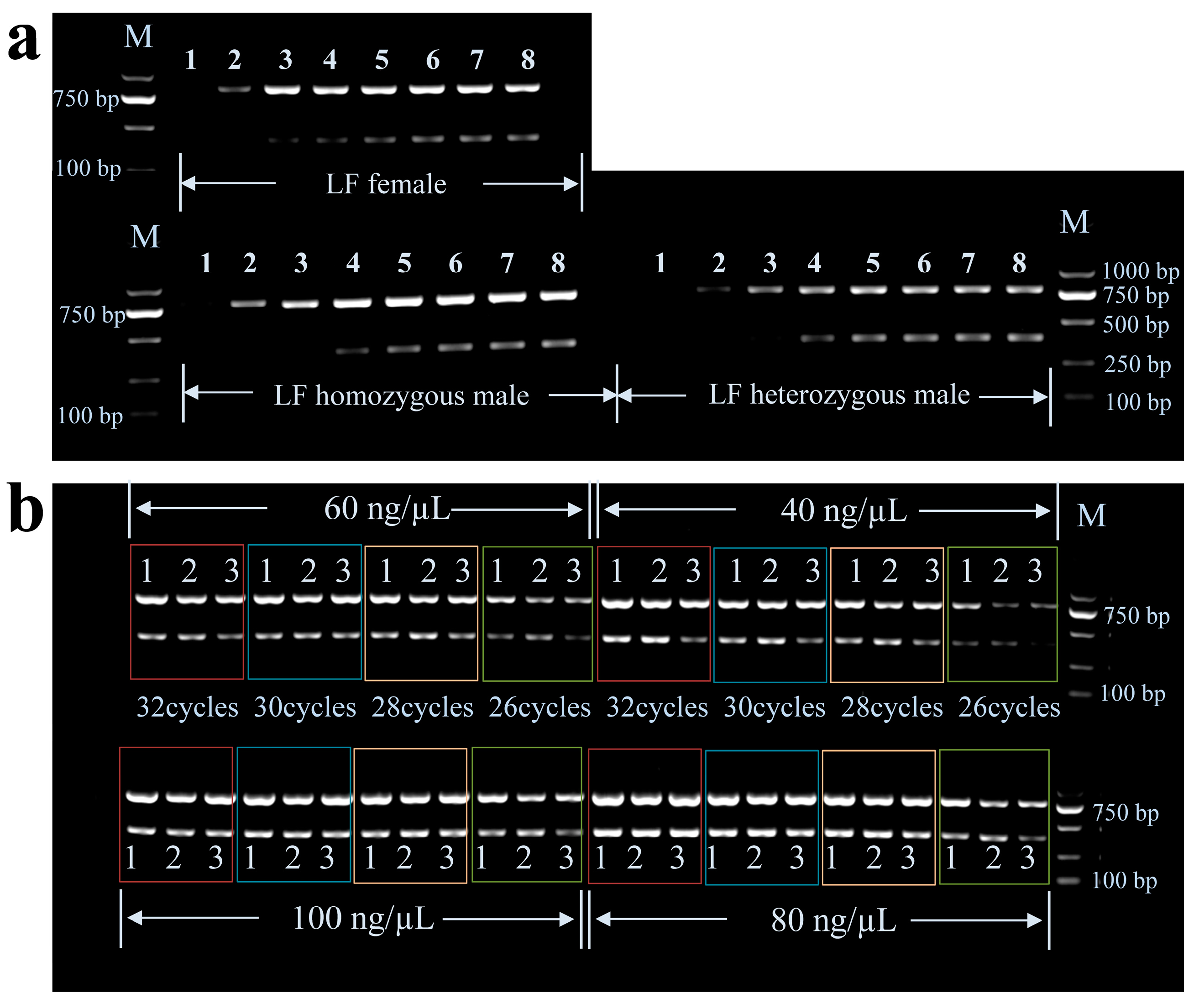 Identification of Duplication Genotypes of the Feathering Rate Gene in ...