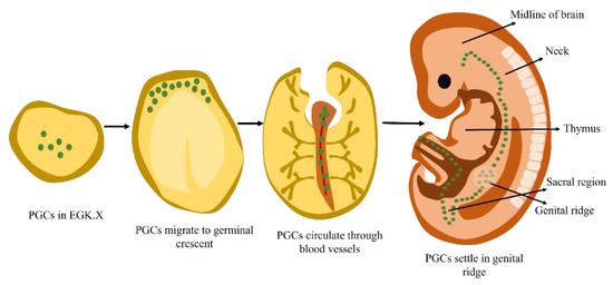 Formation, Application, and Significance of Chicken Primordial Germ ...