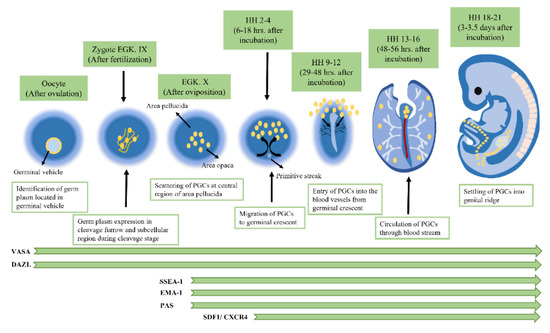 Formation, Application, and Significance of Chicken Primordial Germ ...