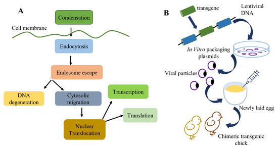 Formation, Application, and Significance of Chicken Primordial Germ ...