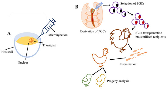 Formation, Application, and Significance of Chicken Primordial Germ Cells: A Review