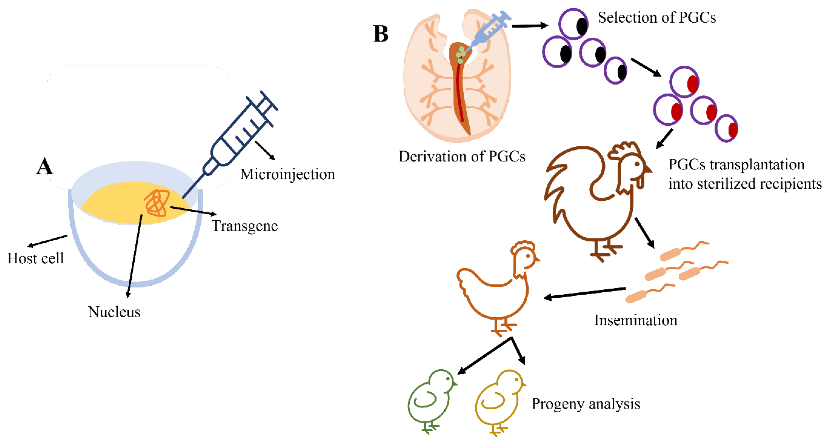 Formation, Application, and Significance of Chicken Primordial Germ Cells: A Review