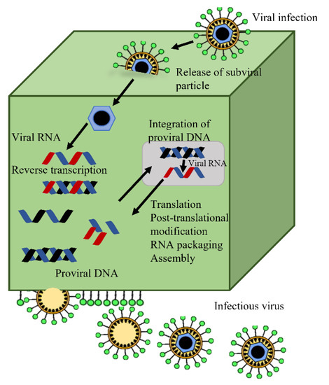 Formation, Application, and Significance of Chicken Primordial Germ ...