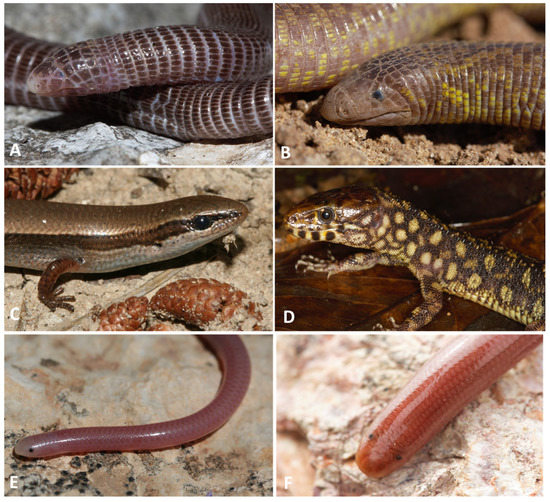 Animals | Free Full-Text | Anatomy, Physiology, and Disorders of the ...