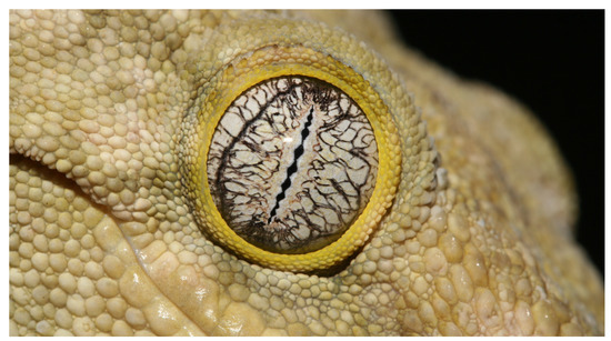 Anatomy, Physiology, and Disorders of the Spectacle, Subspectacular ...