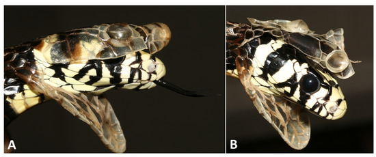 Animals | Free Full-Text | Anatomy, Physiology, and Disorders of the ...