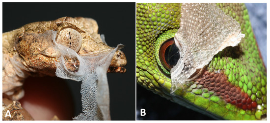 Animals | Free Full-Text | Anatomy, Physiology, and Disorders of the ...