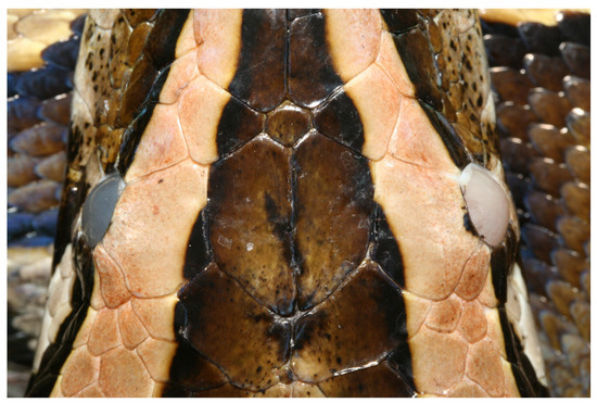 Animals | Free Full-Text | Anatomy, Physiology, and Disorders of the ...