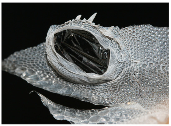 Animals | Free Full-Text | Anatomy, Physiology, and Disorders of the ...