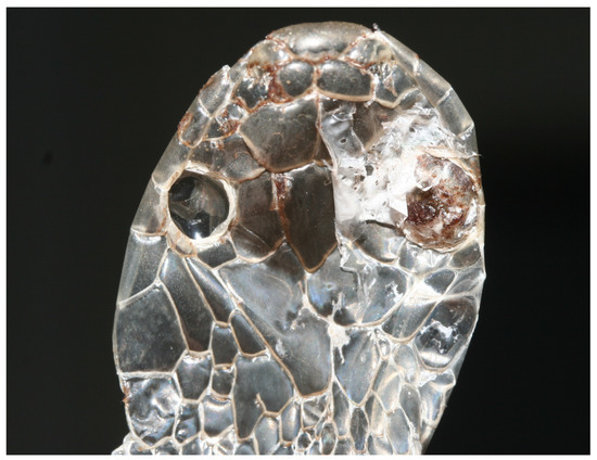 Animals | Free Full-Text | Anatomy, Physiology, and Disorders of the ...