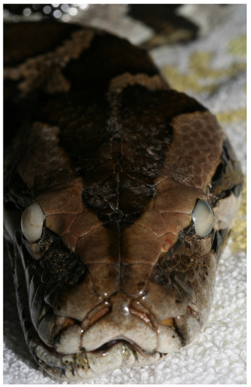 Animals | Free Full-Text | Anatomy, Physiology, and Disorders of the ...