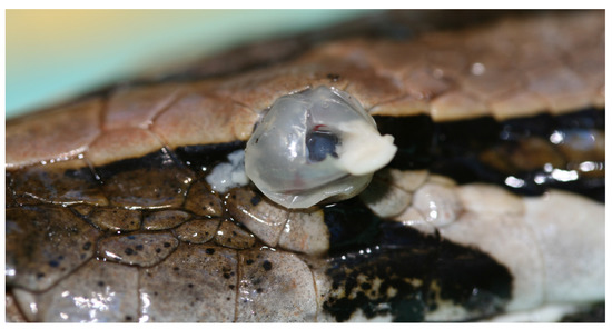 Anatomy, Physiology, and Disorders of the Spectacle, Subspectacular ...