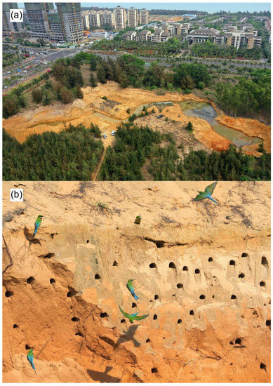 Illegal and Exploitative Sand-Digging Activities Could Be Managed to ...