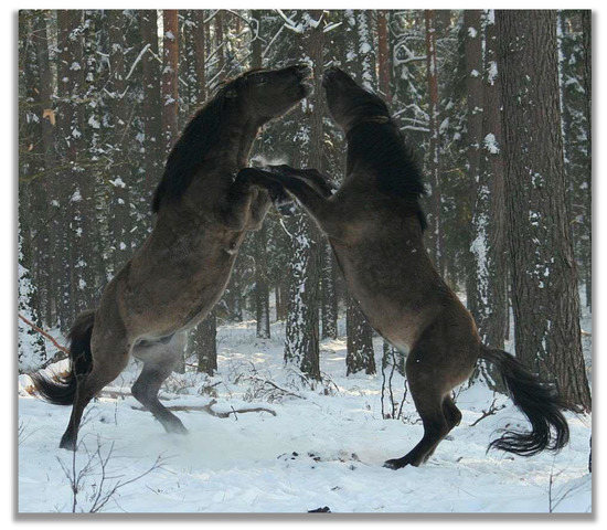 The Social and Reproductive Challenges Faced by Free-Roaming Horse ...