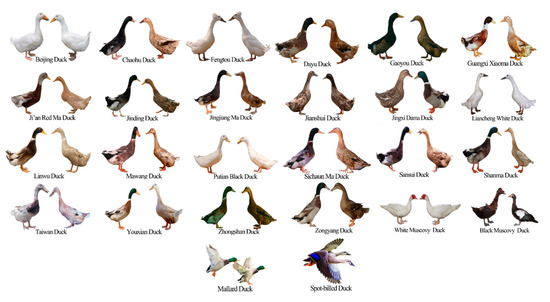 Duck Species Chart