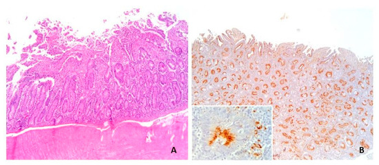 Porcine Lawsonia intracellularis Ileitis in Italy and Its Association ...