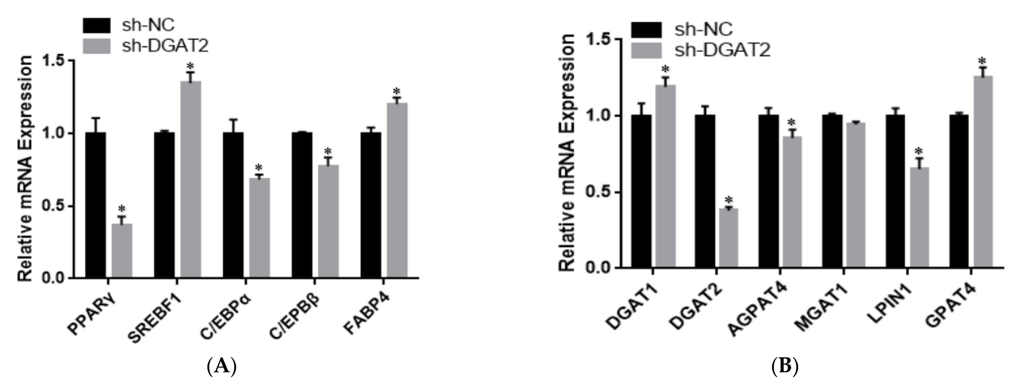 Overexpression of DGAT2 Regulates the Differentiation of Bovine ...