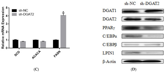 Overexpression of DGAT2 Regulates the Differentiation of Bovine ...