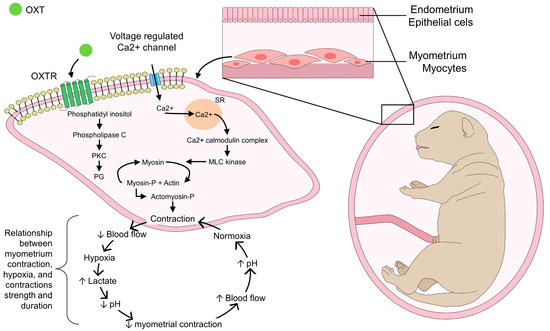 The Role of Oxytocin in Domestic Animal’s Maternal Care: Parturition ...