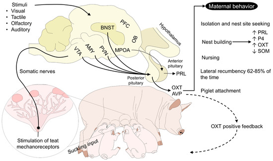 The Role of Oxytocin in Domestic Animal’s Maternal Care: Parturition ...