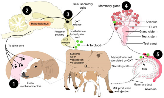 The Role of Oxytocin in Domestic Animal’s Maternal Care: Parturition ...