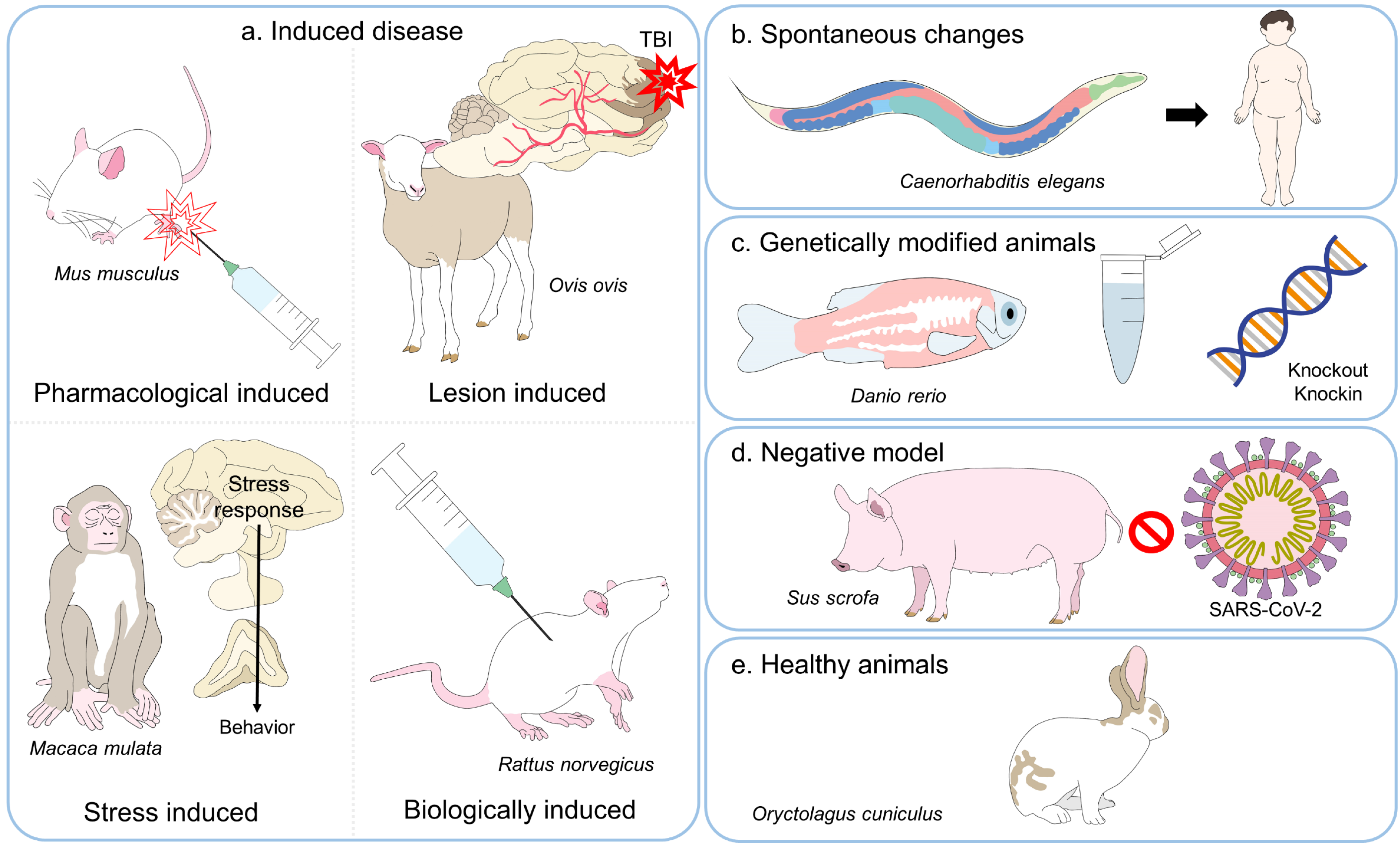 Biomedical Research On Animals Biomedical Research On Animals