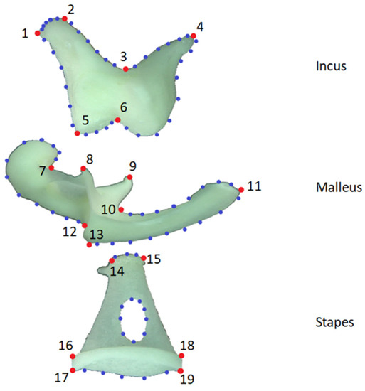 Geometric and Morphometric Analysis of the Auditory Ossicles in the Red ...