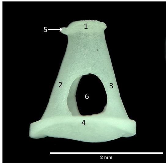 Geometric and Morphometric Analysis of the Auditory Ossicles in the Red ...
