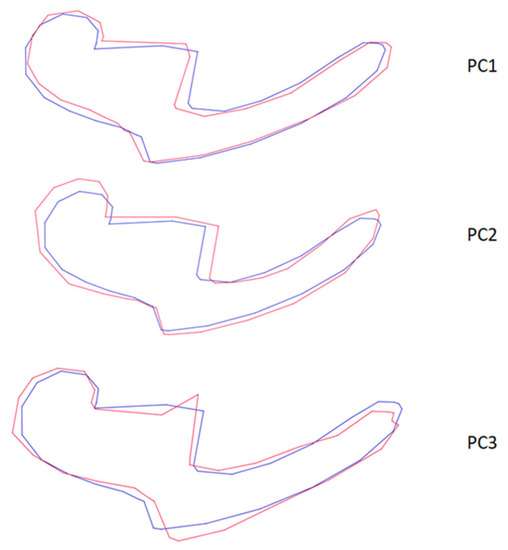 Geometric and Morphometric Analysis of the Auditory Ossicles in the Red ...