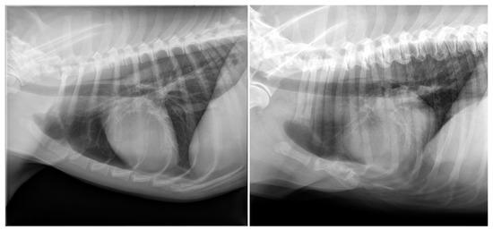 Sternal Abnormalities on Thoracic Radiographs of Dogs and Cats