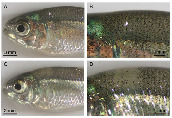Review: Recent Applications of Gene Editing in Fish Species and Aquatic ...