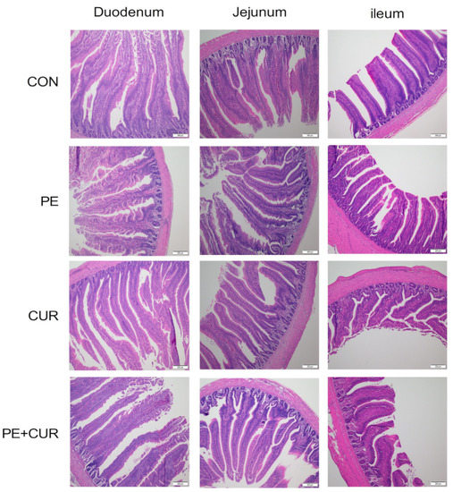 Effects of Pueraria Extract and Curcumin on Growth Performance ...